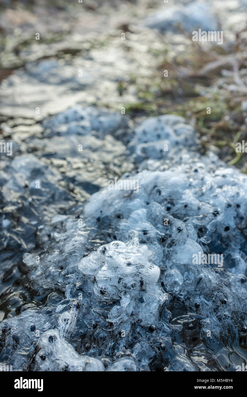 Frozen pond frog hi-res stock photography and images - Alamy