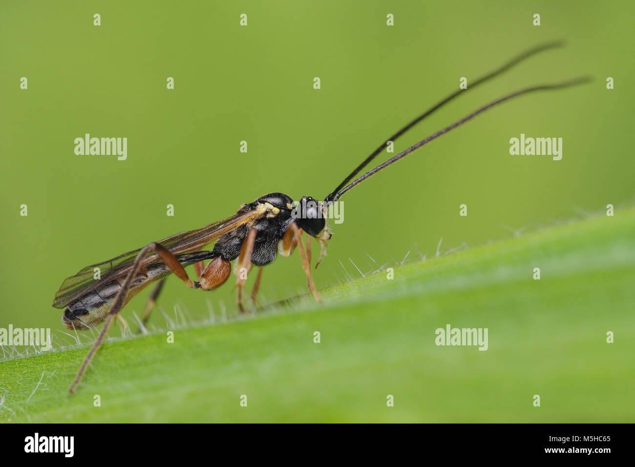 Ichneumonid Wasp perched on a blade of grass. Tipperary, Ireland Stock ...