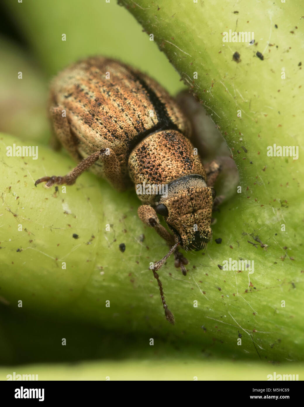 Nut-Leaf Weevil (Strophosoma melanogrammum) on stem of Rhododendron ...