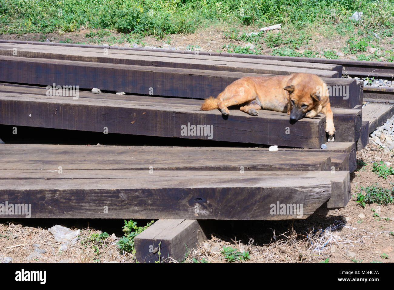 Kyaukme: sleeping dog at sleepers, , Shan State, Myanmar (Burma Stock ...