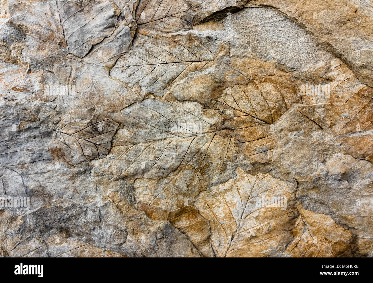 Spitsbergen paleontology hi-res stock photography and images - Alamy