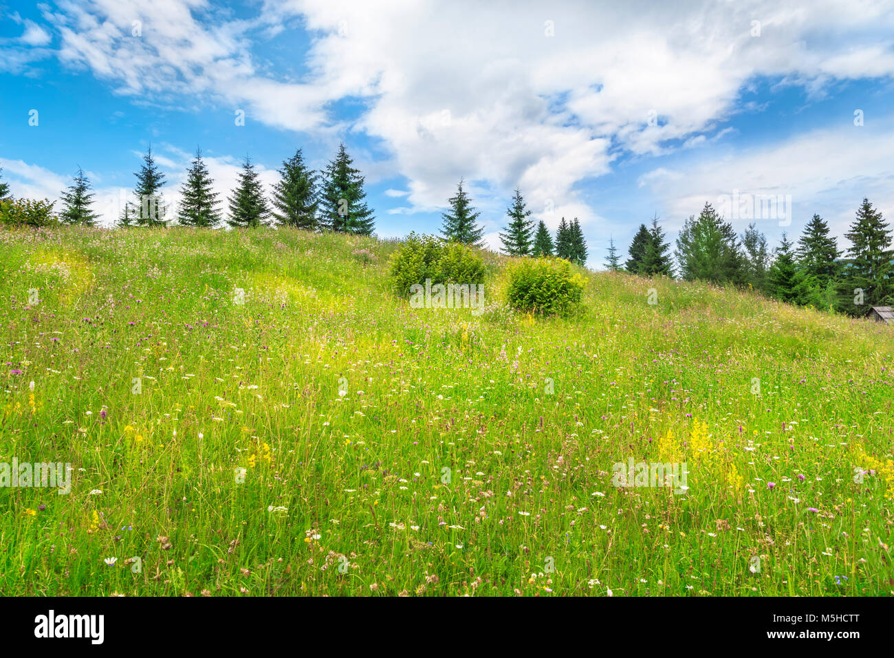 Pretty Summer Scenery