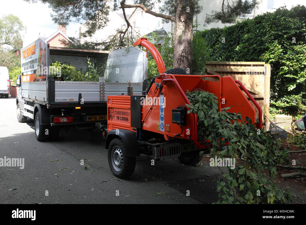 Branches of a beech tree being shredded by a Timberwolf 230DHB wood ...