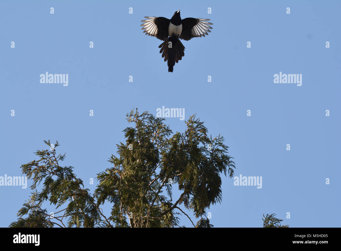 Magpie Scientific name Pica pica and bird family Crows, seen taking off ...