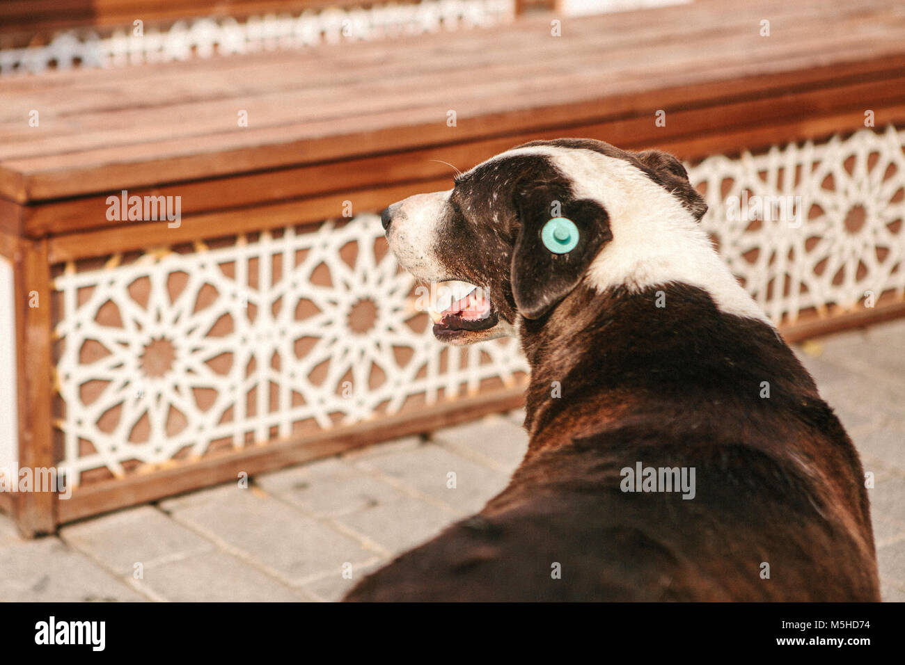 Chip on ear hi-res stock photography and images - Alamy