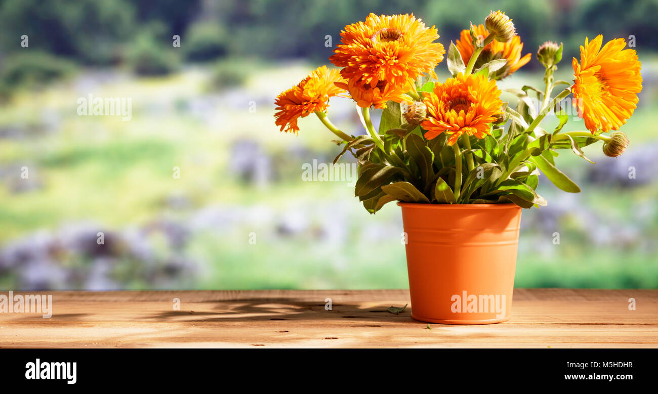 veuve passé Héritage calendula en pot etc séries Allégué