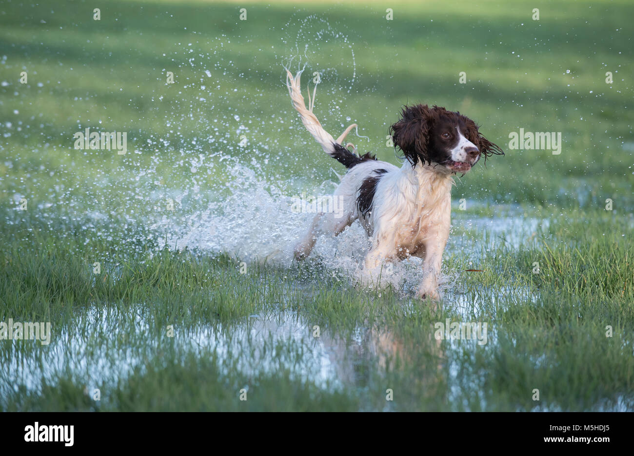 Sprocker spaniel hi-res stock photography and images - Alamy