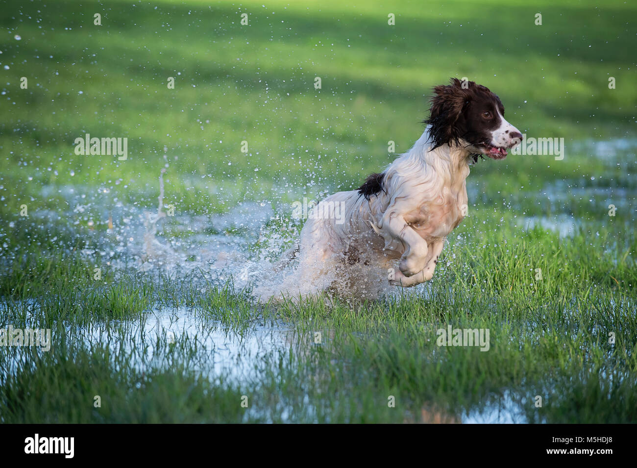 Sprocker spaniel hi-res stock photography and images - Alamy