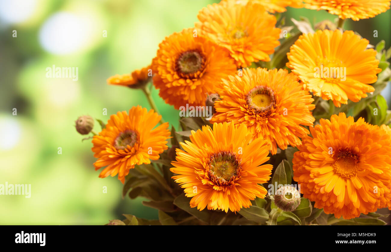 Calendula, pot marigold bouquet closeup, blur nature background, space ...