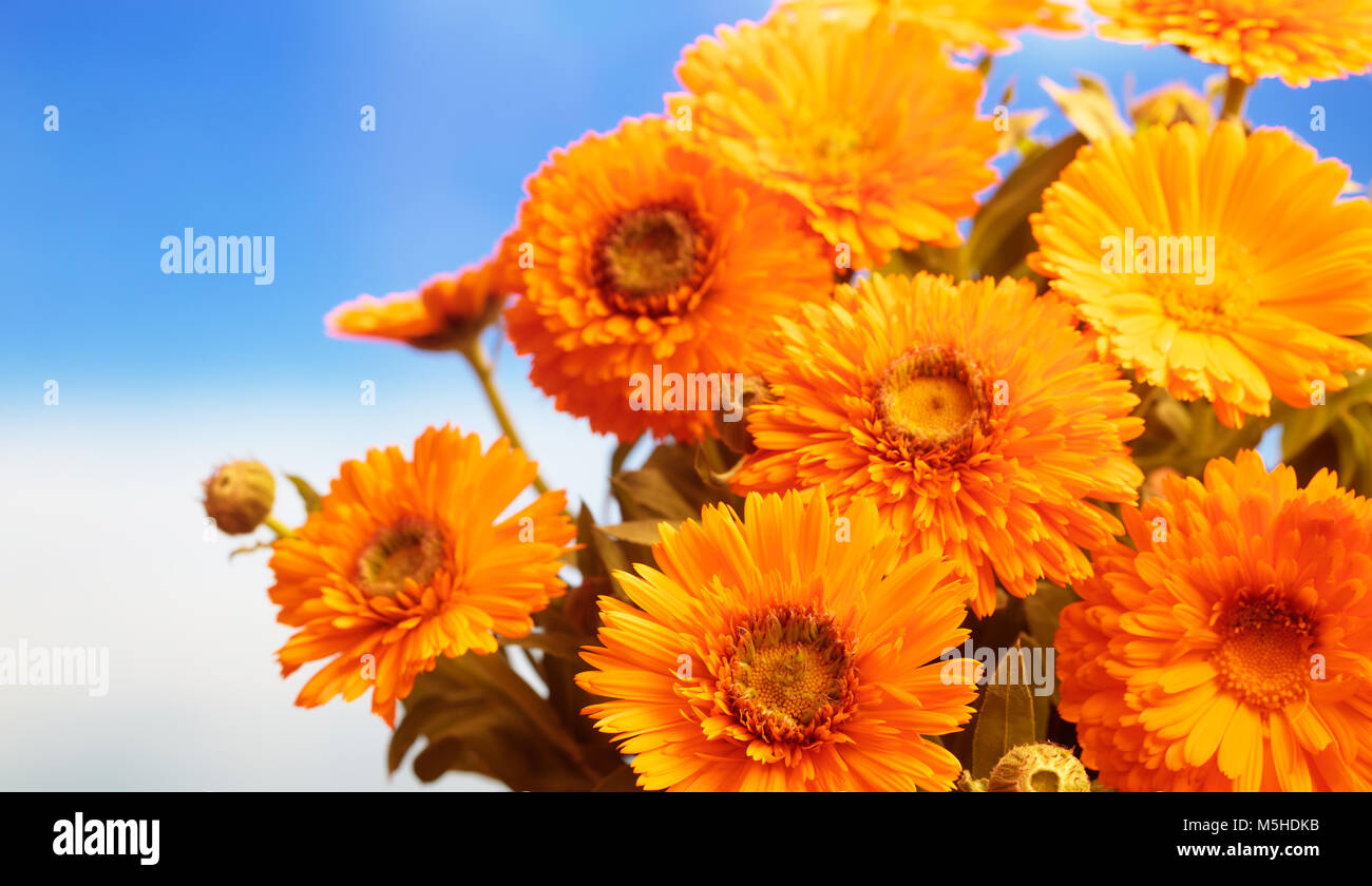 Calendula, pot marigold bouquet closeup, blue sky background, space for ...