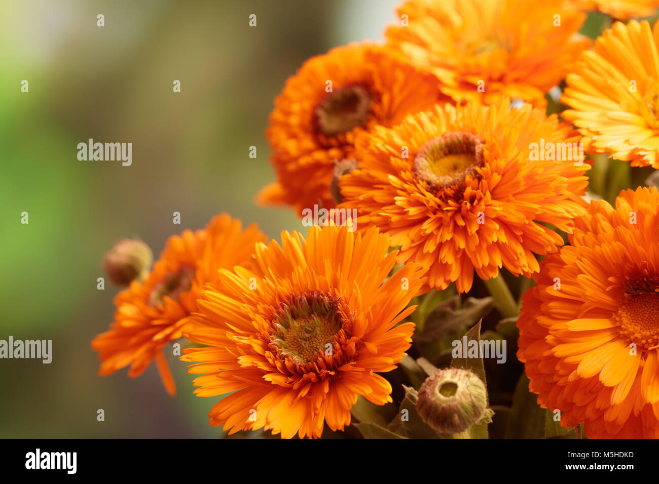 Calendula, pot marigold bouquet closeup, blur nature background, space ...