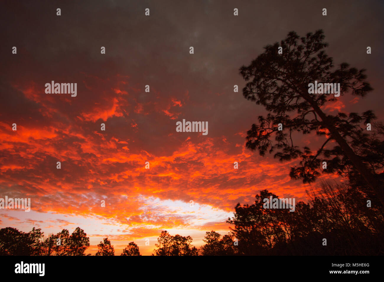 Crystal river national wildlife hi-res stock photography and images - Alamy