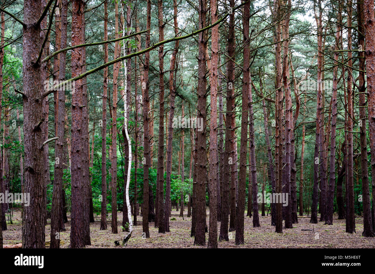 Silver birch wood hi-res stock photography and images - Alamy