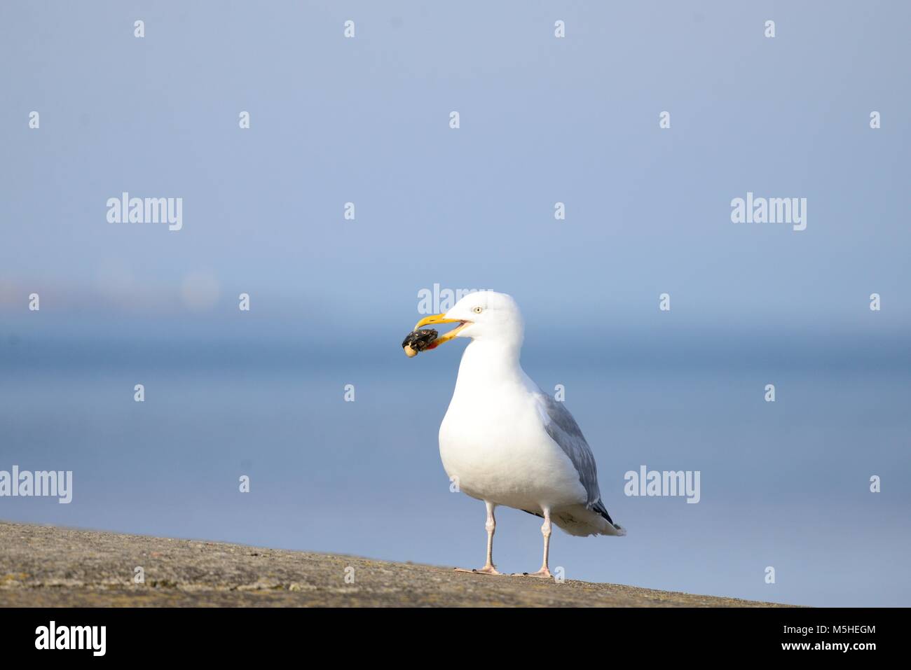 Bird eating shellfish hi-res stock photography and images - Alamy