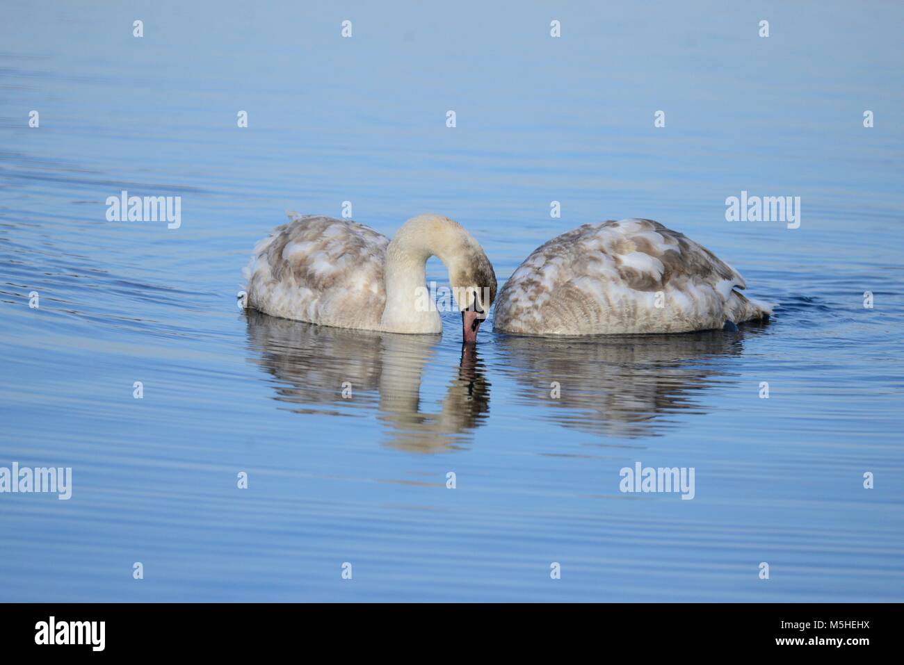 Two young swans feeding Stock Photo - Alamy