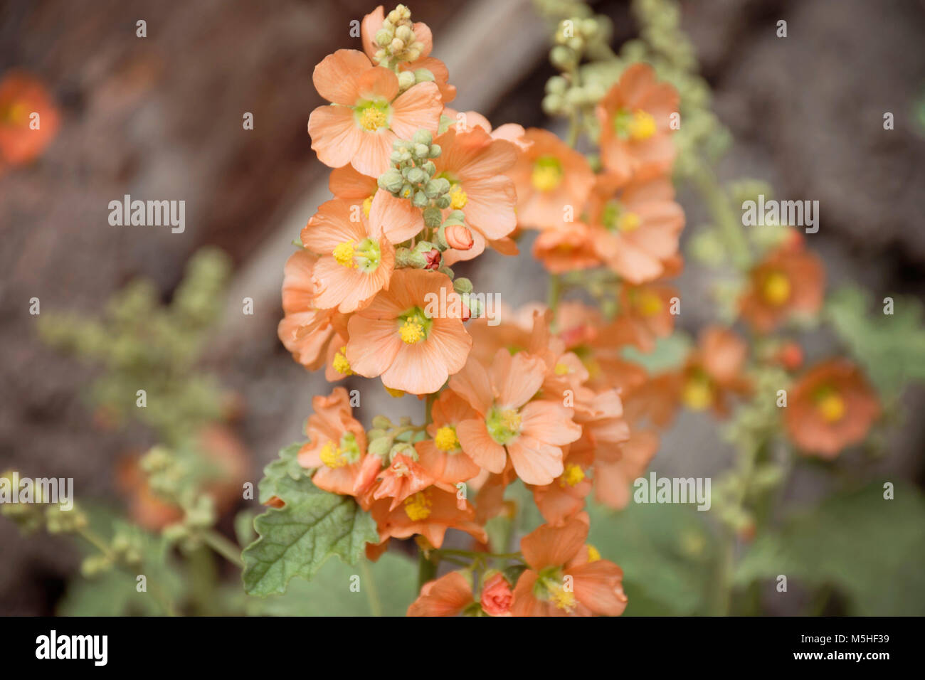 globemallow flower in desert southwest, united states Stock Photo - Alamy
