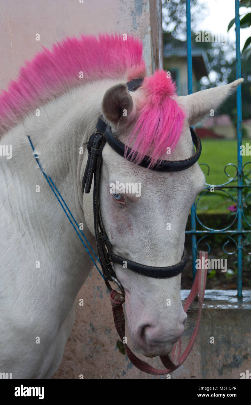 Animals cute hi-res stock photography and images - Alamy