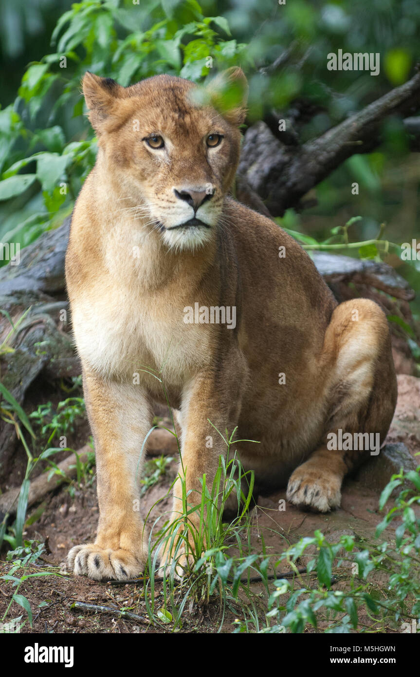 Beautiful Isolated Photo Of A Wild Lioness In The Forest Stock Photo ...