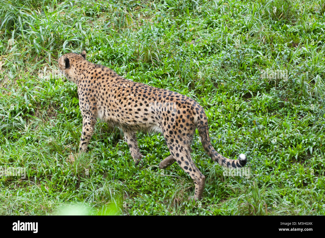 Beautiful Isolated Photo Of A Wild Cheetah In The Forest Stock Photo ...