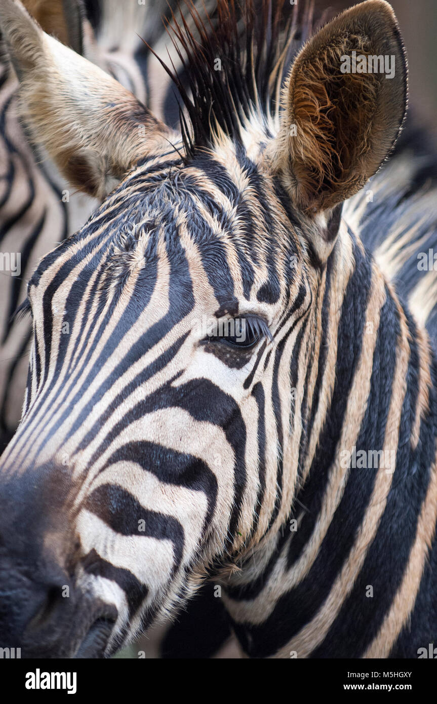 Beautiful Photo Of Wild Zebras In The Forest Stock Photo - Alamy