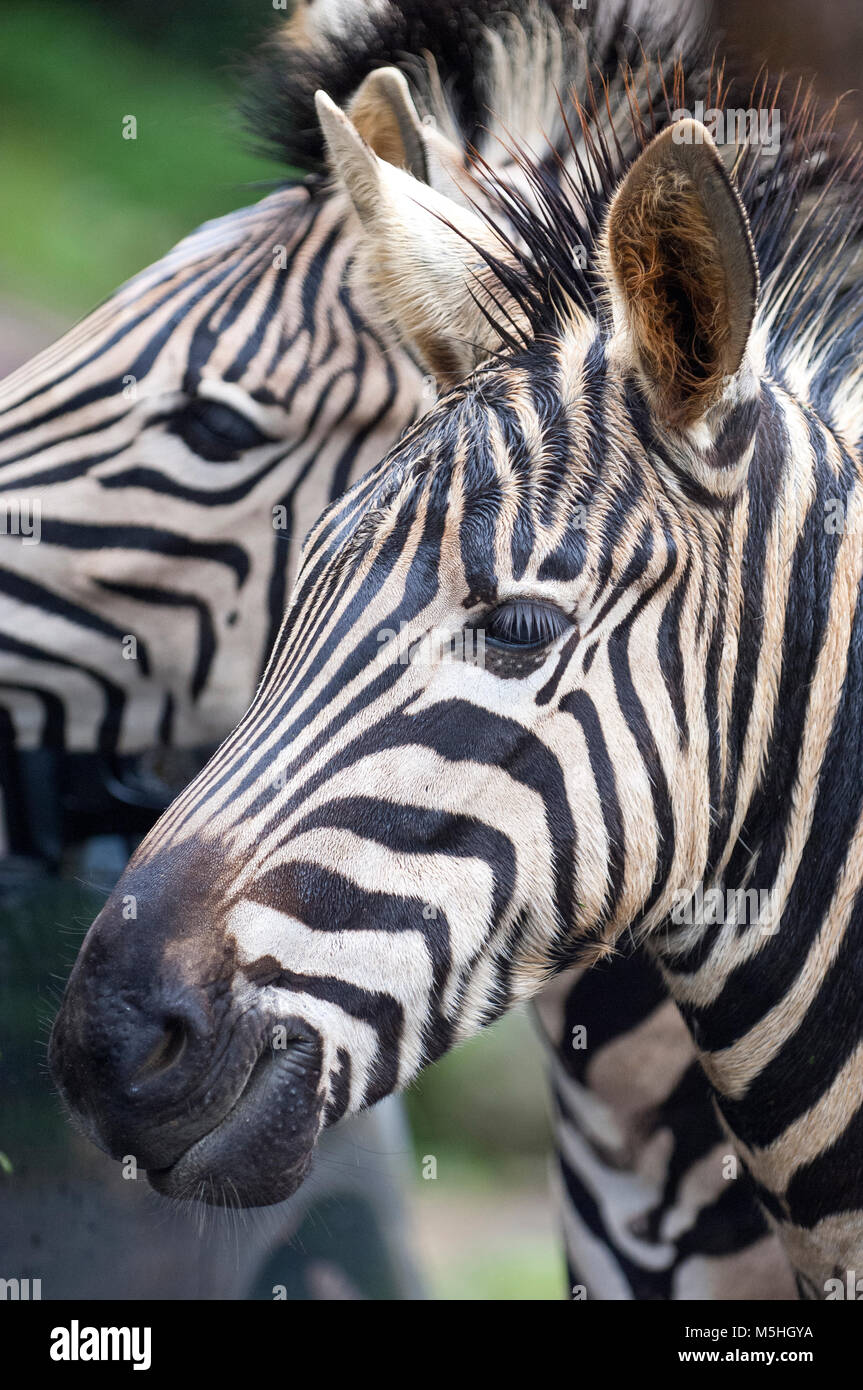 Beautiful Photo Of Wild Zebras In The Forest Stock Photo - Alamy