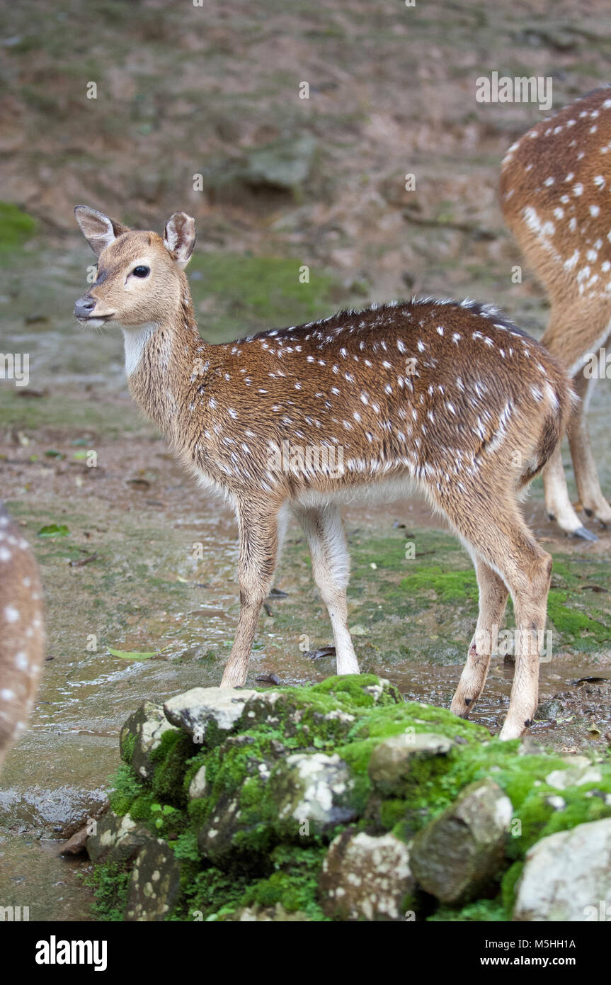 Jungle animal cute mammal hi-res stock photography and images - Alamy