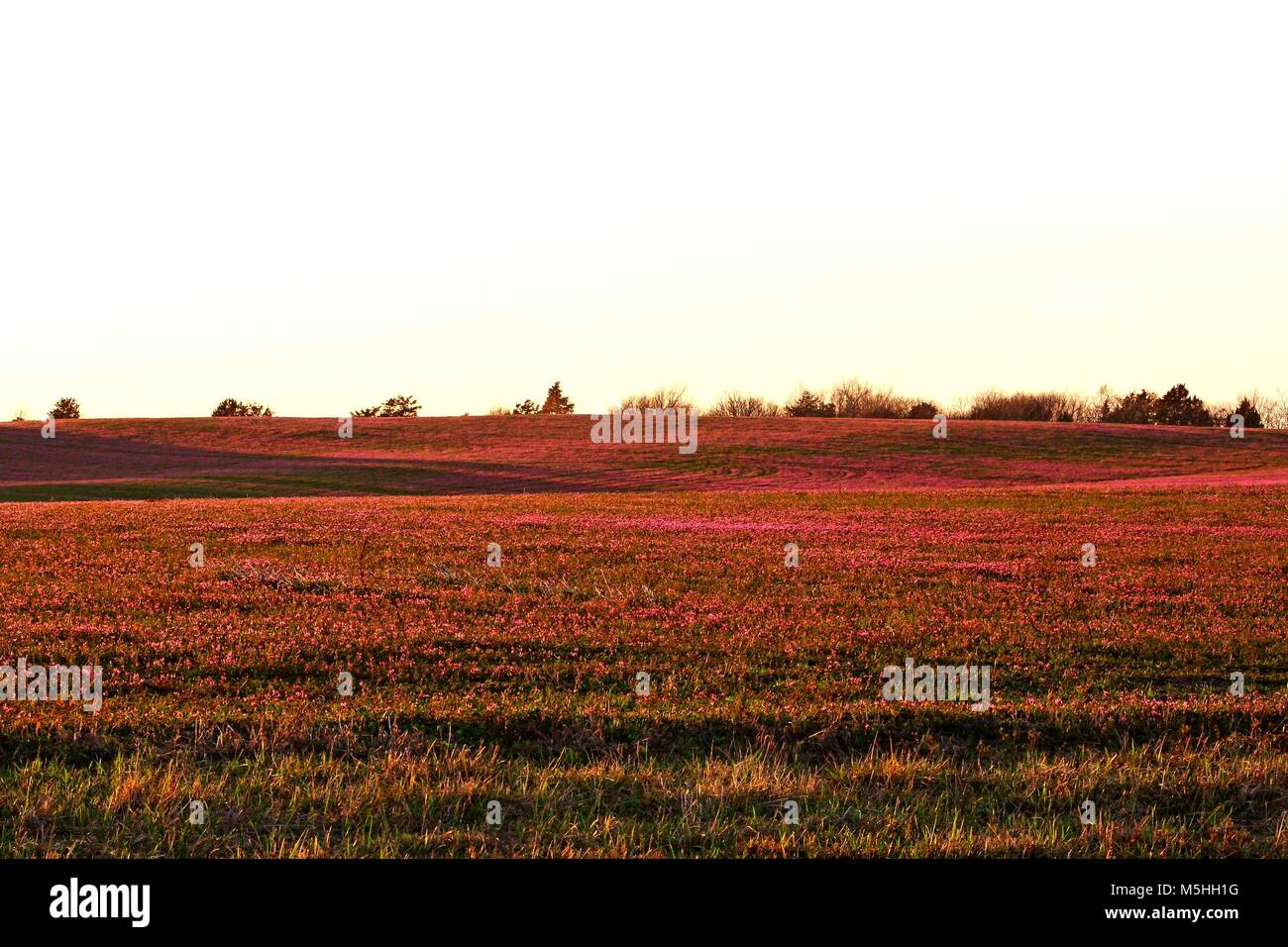 Red wildflowers hi-res stock photography and images - Alamy