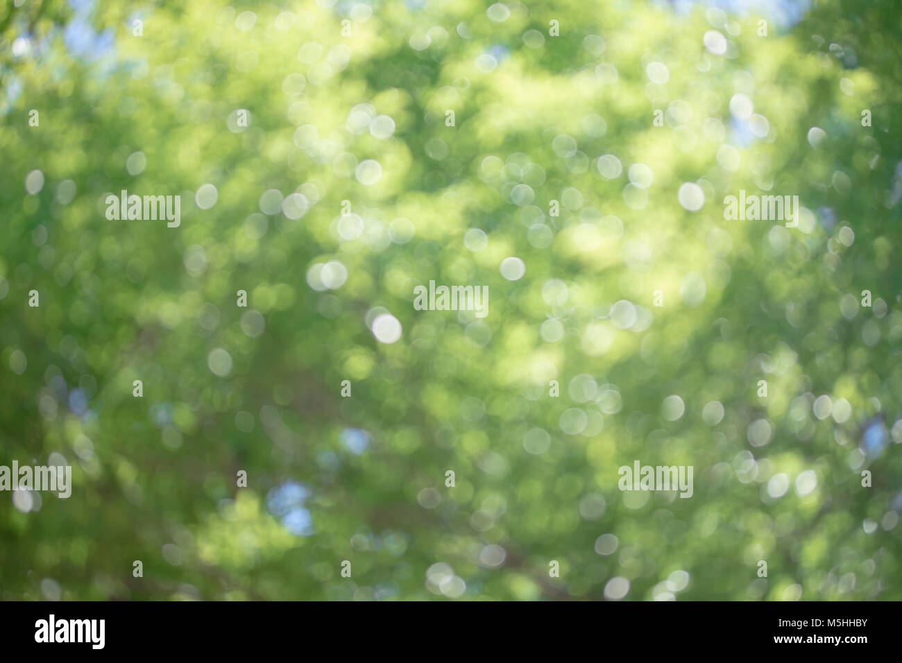 Fresh green tree lined pathway.out of focus Stock Photo - Alamy