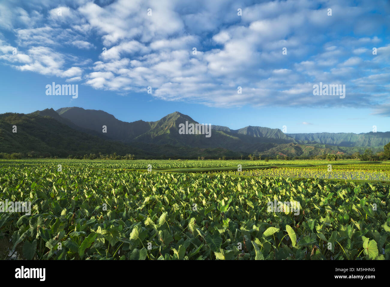Taro fields in hanalei kauai hi-res stock photography and images - Alamy