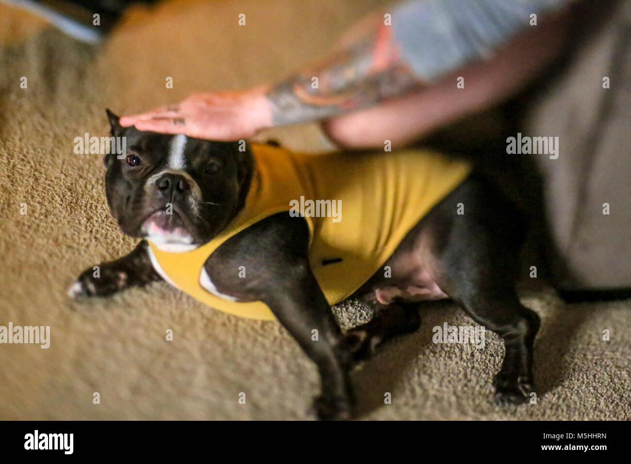 Cpl. Rory Hamill, a combat-wounded Marine, pets his and his girlfriend ...