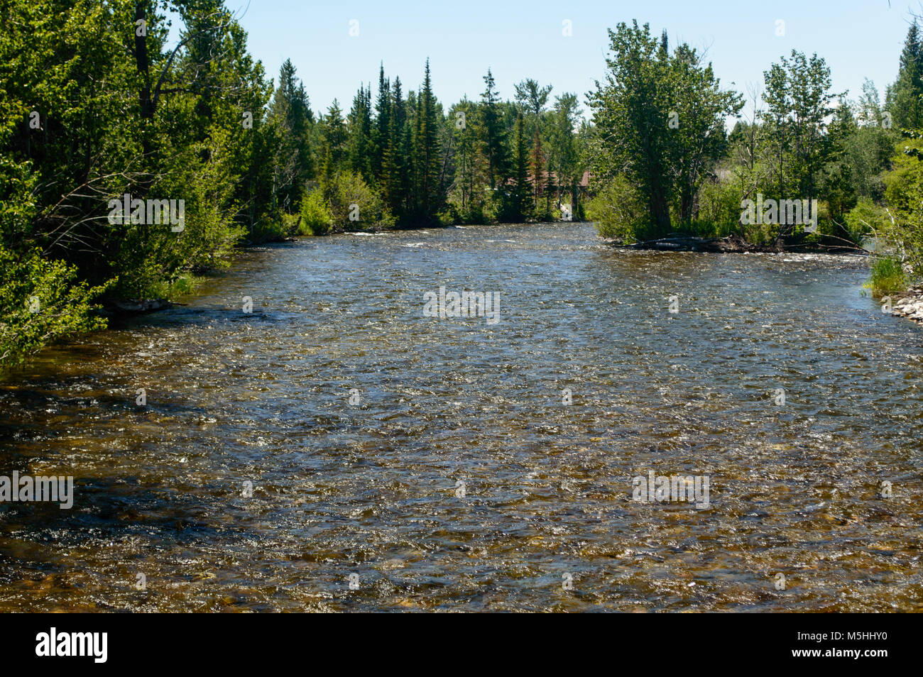River Running Through the Forest Stock Photo - Alamy