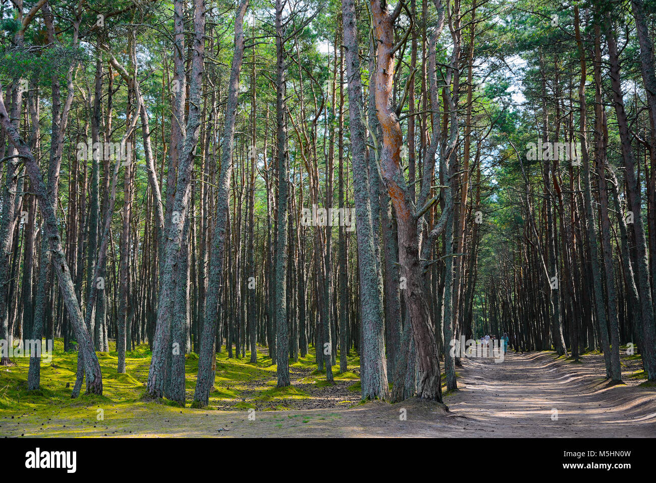 Road in a pine forest with curved trunks called "dancing forest ...