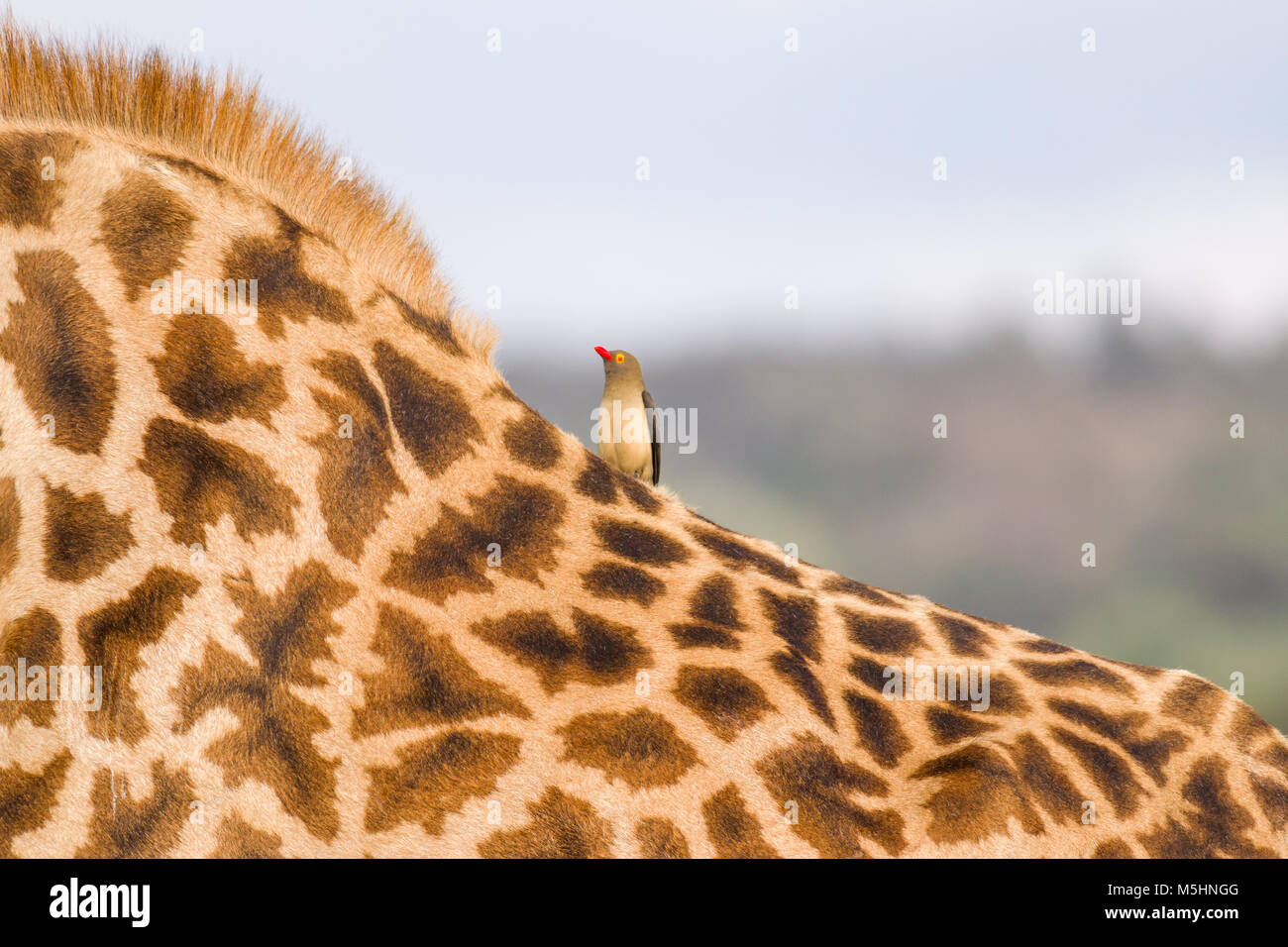 Oxpecker on a giraffe hi-res stock photography and images - Alamy