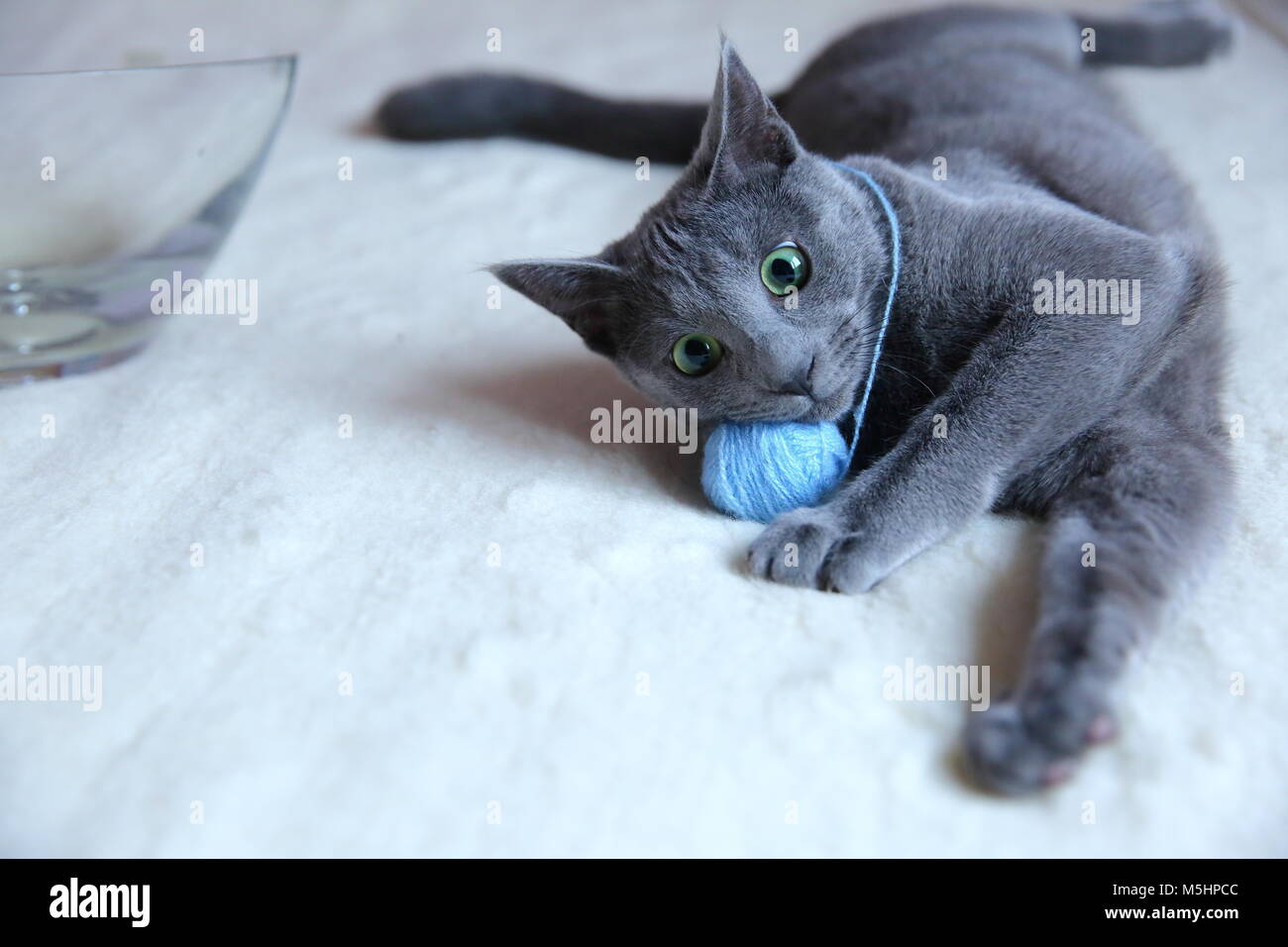 A beautiful gray cat with a pedigree Stock Photo - Alamy