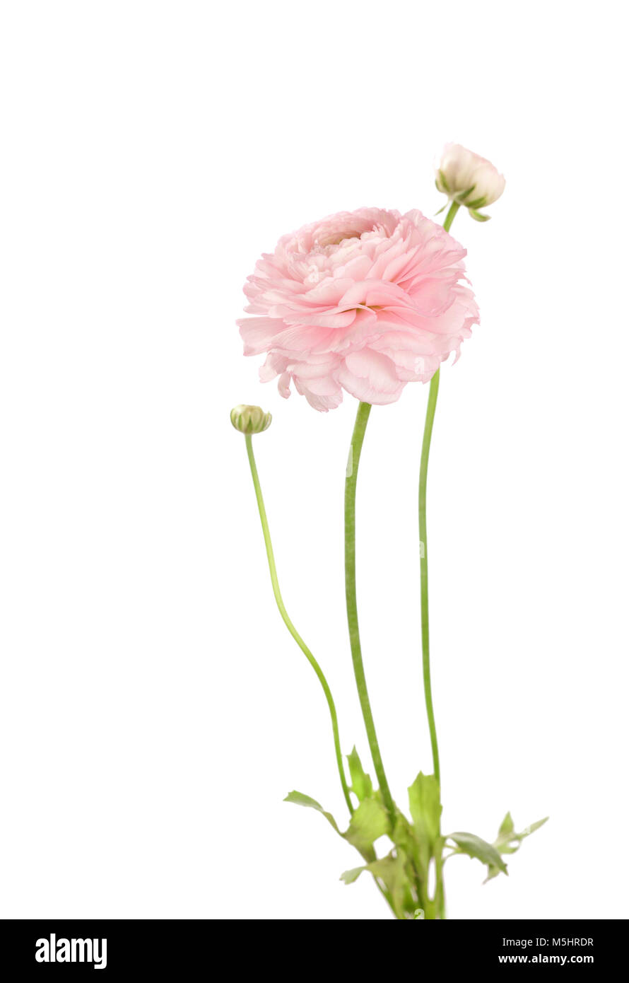 Light pink Ranunculus isolated on white Stock Photo - Alamy