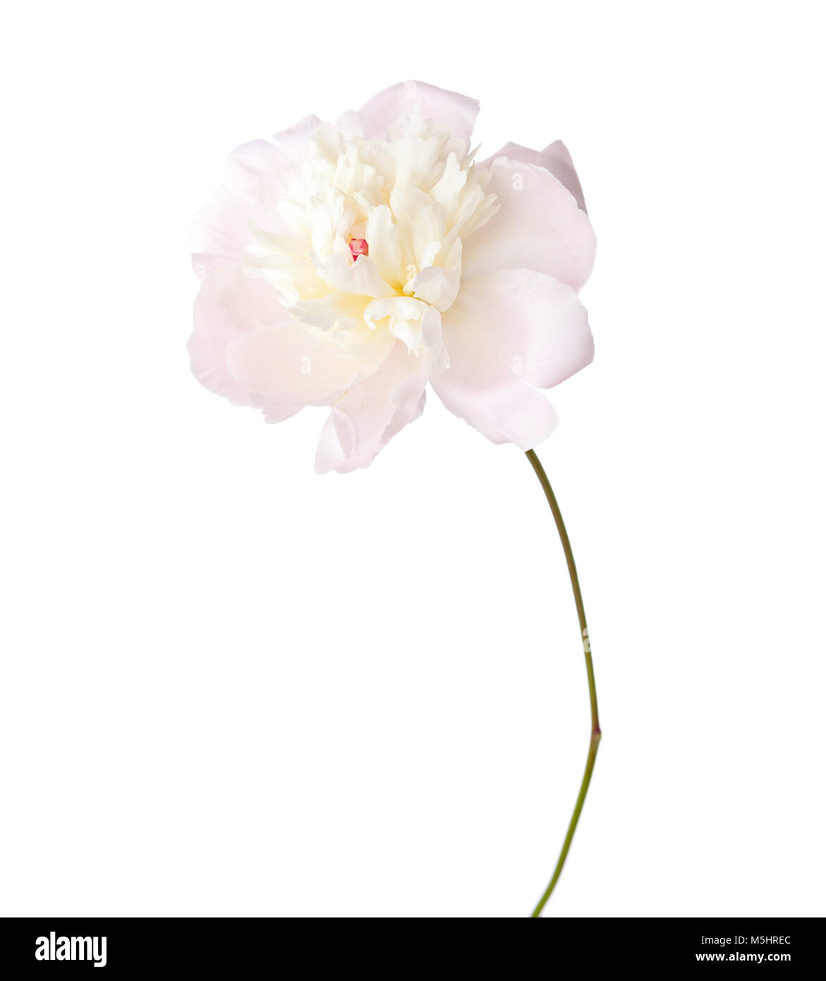 Pale pink peony isolated on white background Stock Photo - Alamy