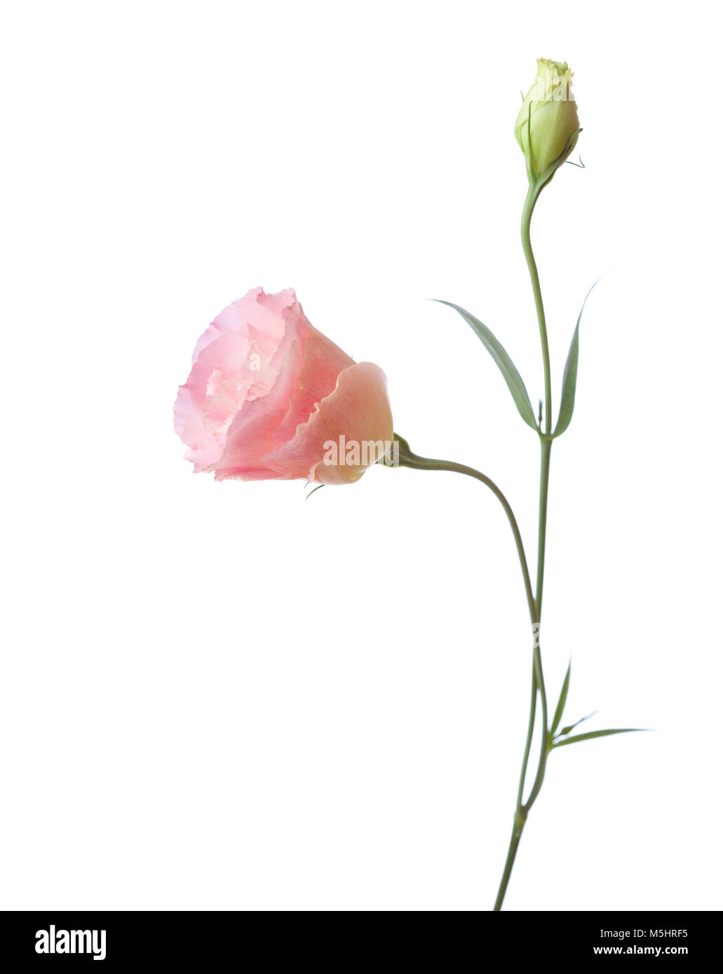 Light pink flower isolated on white. Eustoma Stock Photo - Alamy