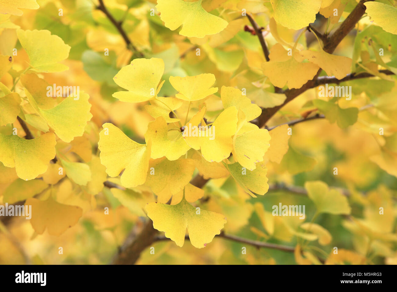 Beautiful leaves of yellow ginkgo trees in autumn,closeup Stock Photo ...