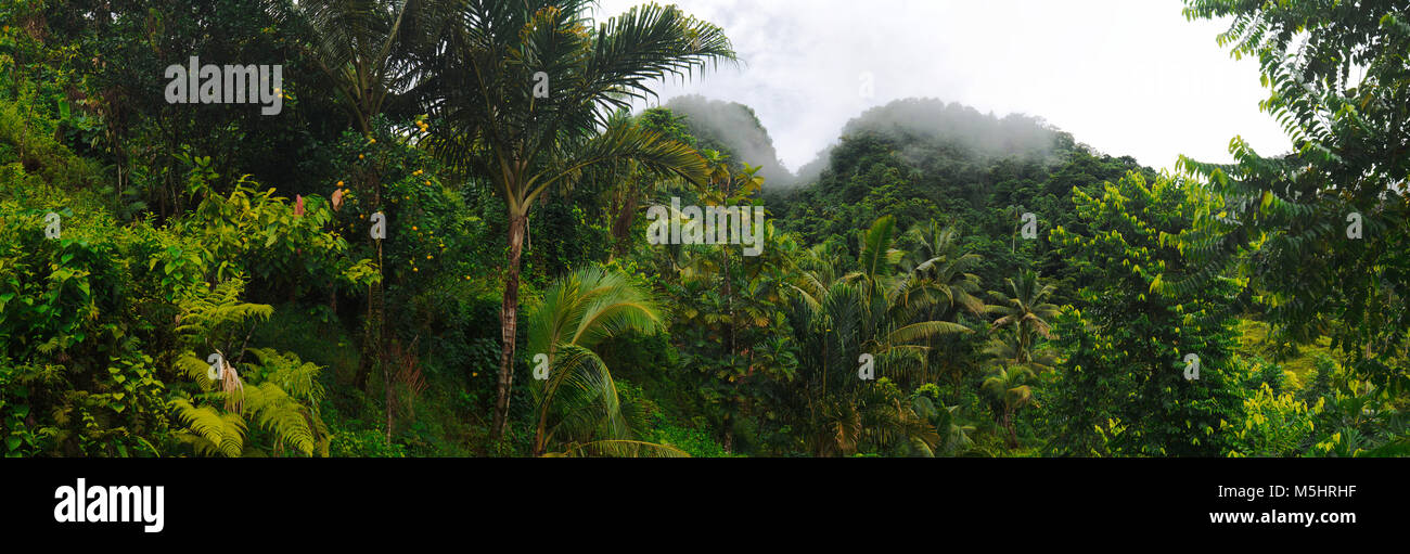 Mist in Polynesian Jungle in Fagaloa Bay, Upolu, Samoa Stock Photo - Alamy
