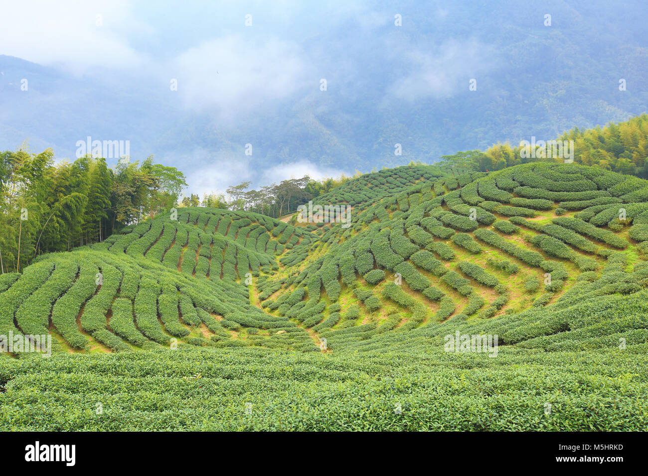 Beautiful landscape of tea plantations with mountains and path in ...