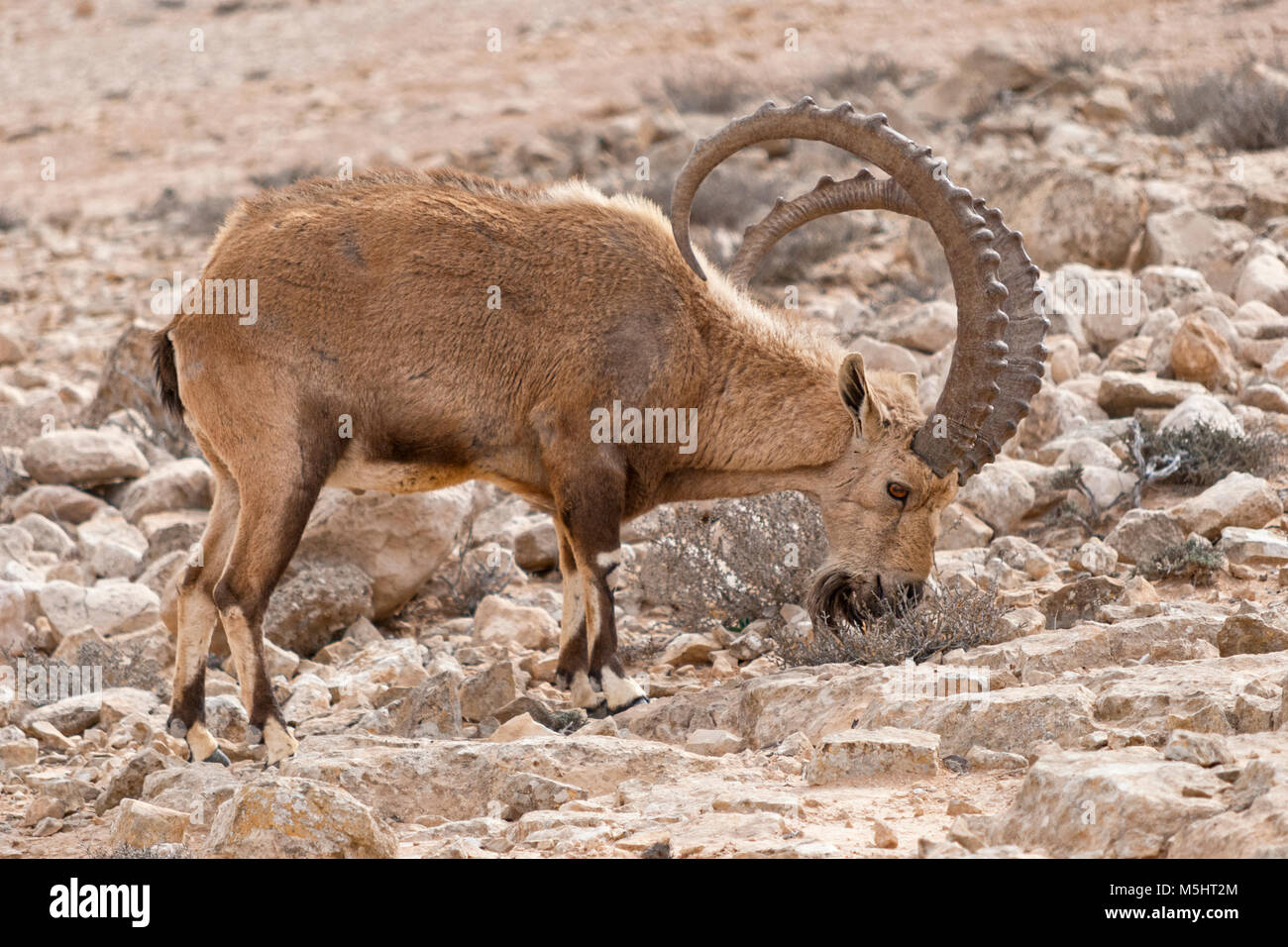 Desert ibex hi-res stock photography and images - Alamy