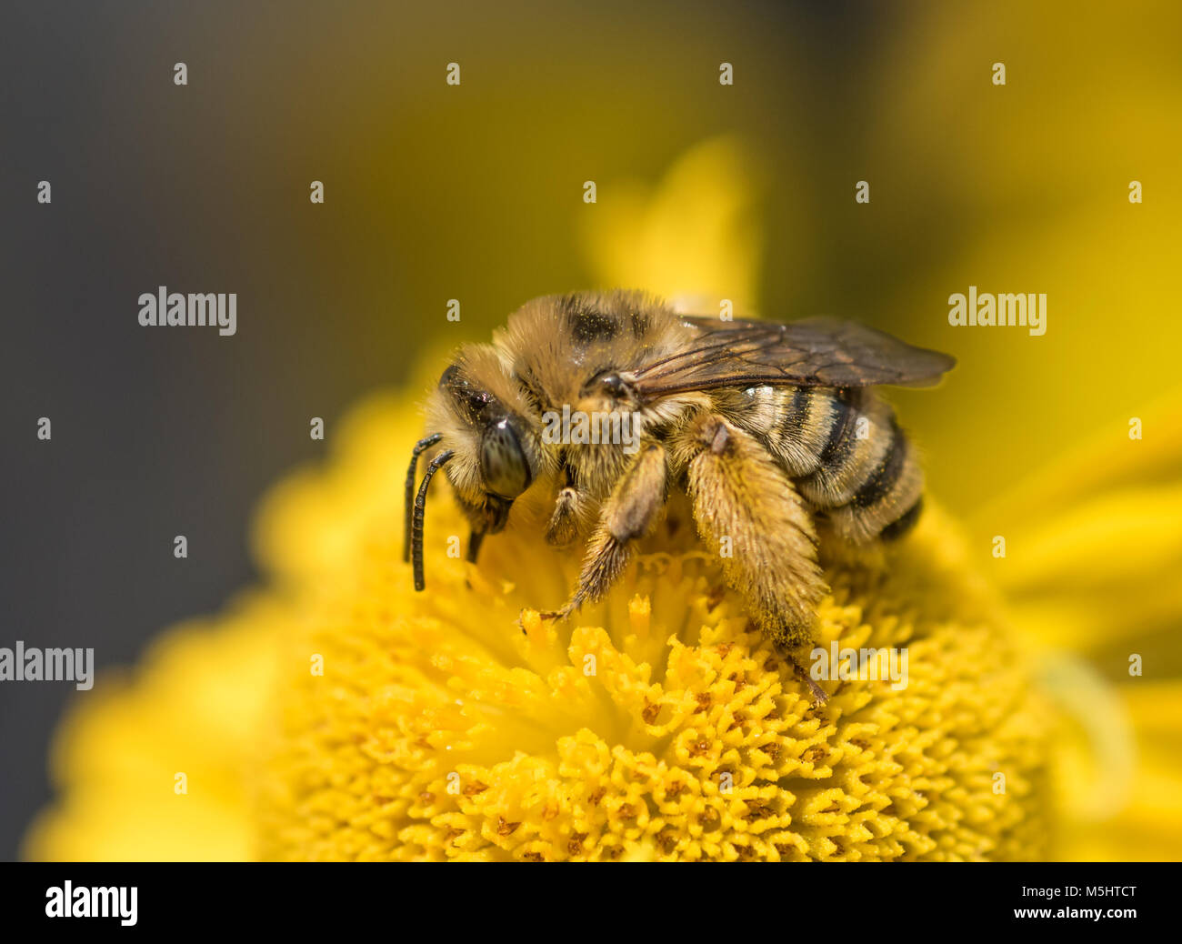 Long horned bee hi-res stock photography and images - Alamy