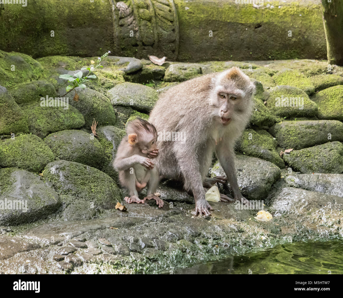 Talking monkey hi-res stock photography and images - Alamy