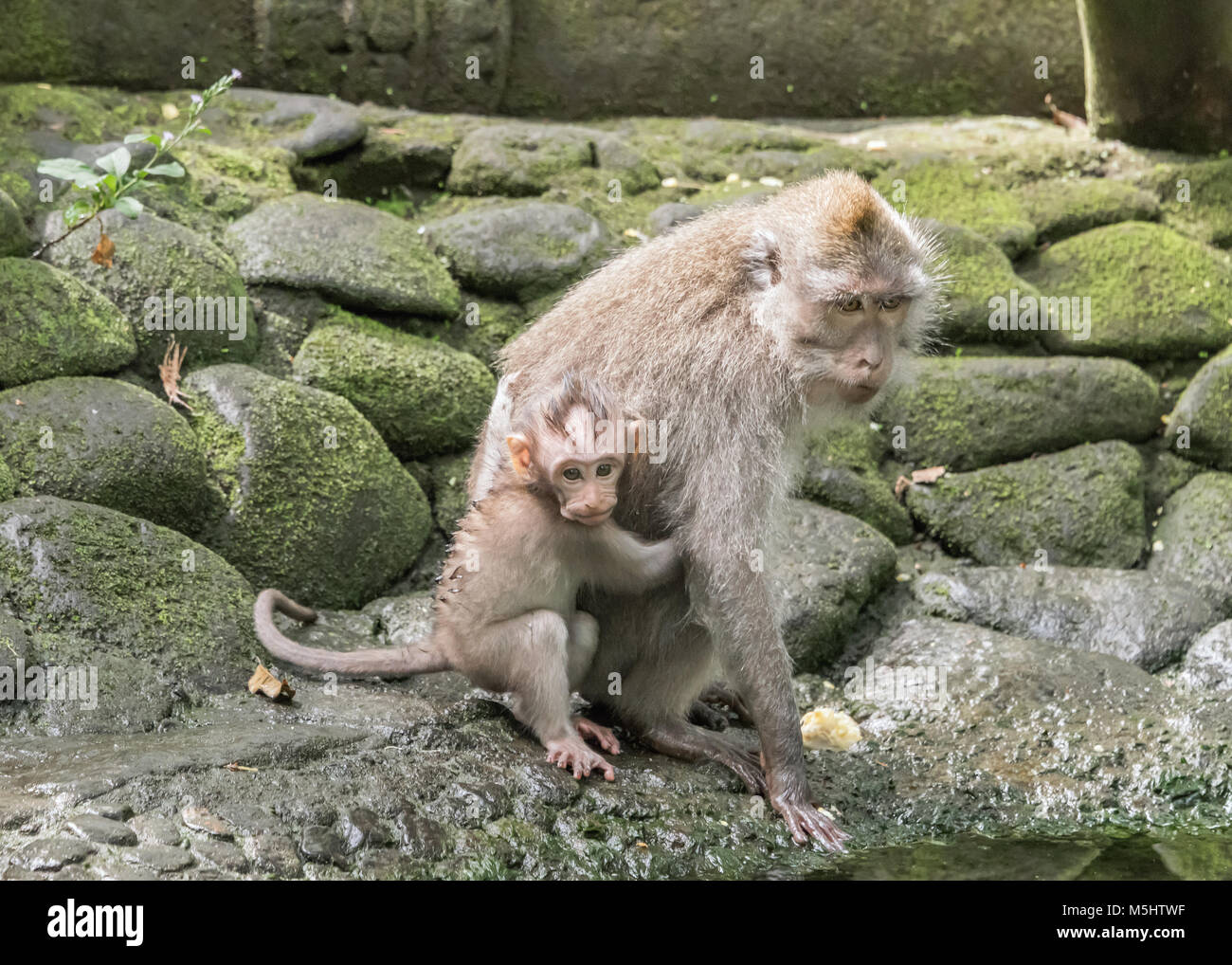 Crab-eating female macaque with baby foraging in a pond, Monkey Forest ...