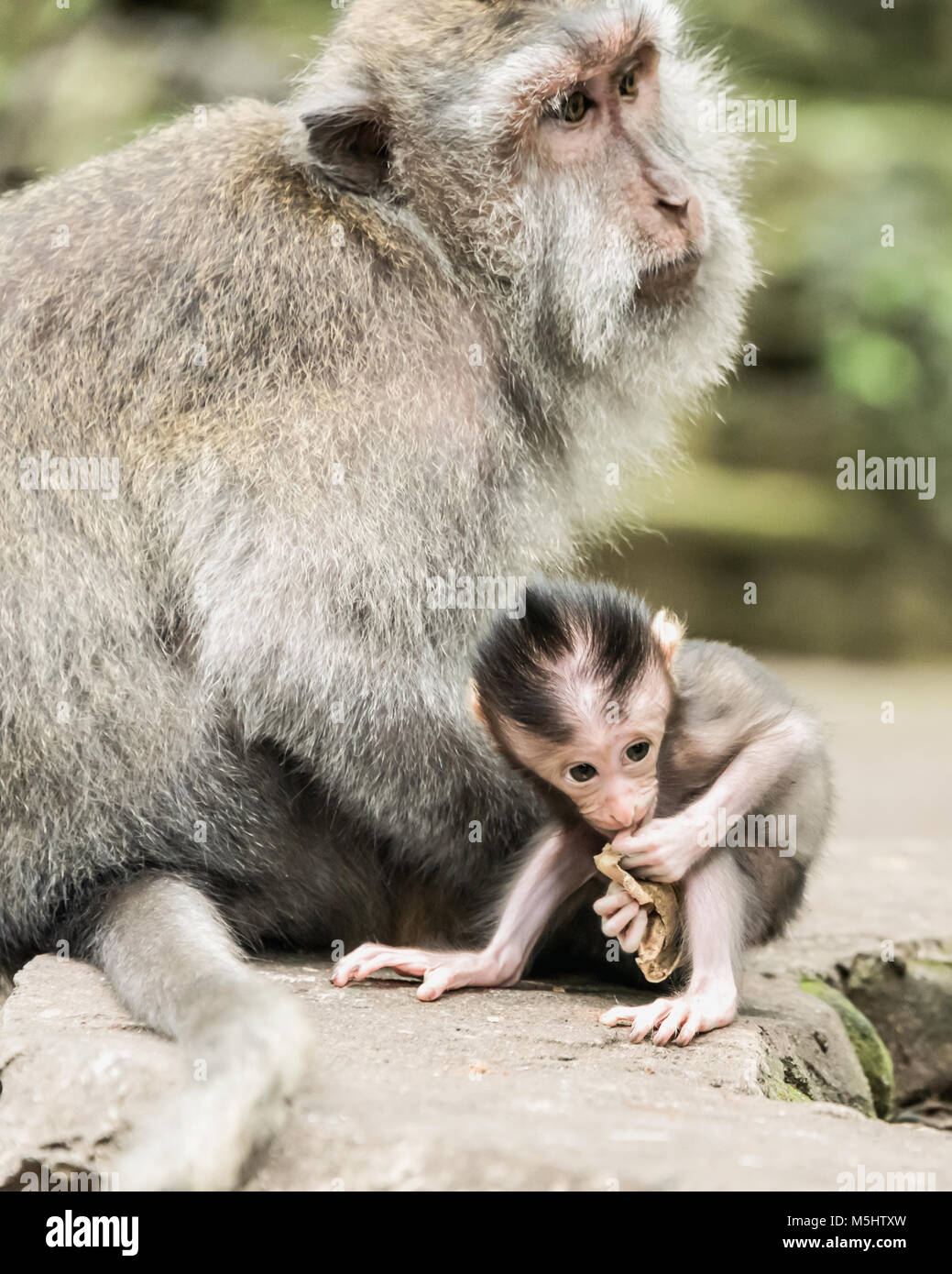 Young baby crab-eating macaque (Macaca fascicularis) next to its mother ...