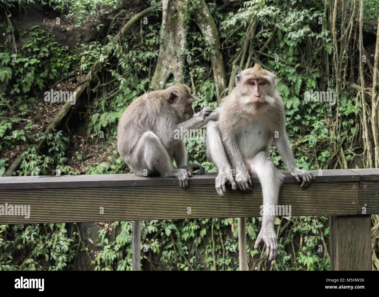 Balinese long tailed macaque hi-res stock photography and images - Alamy