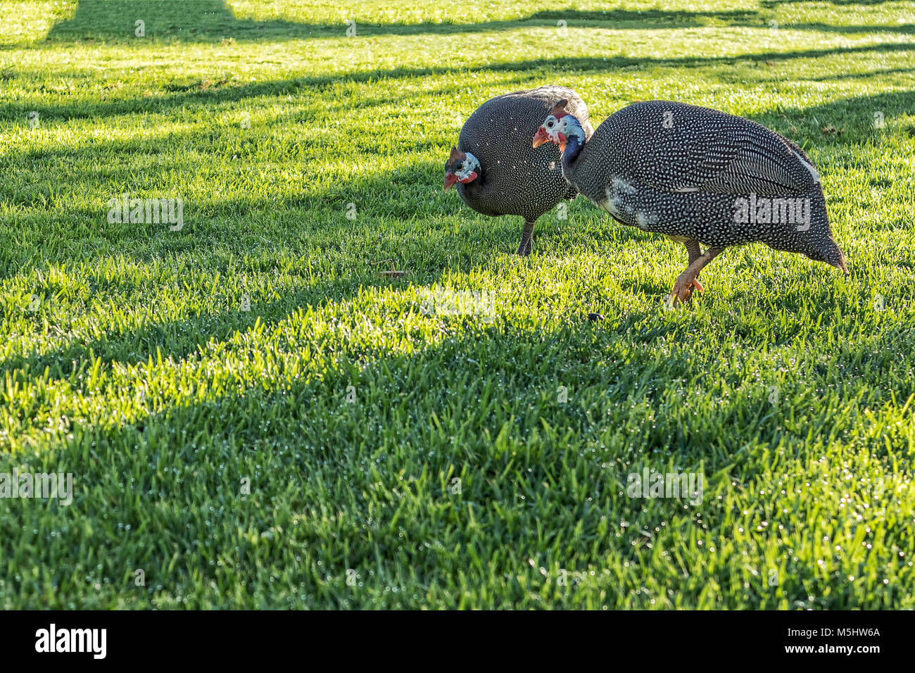 wild chickens known as capota. Namibia Stock Photo - Alamy