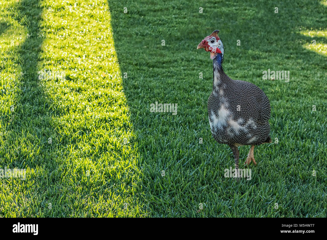 wild chicken known as capota. Namibia Stock Photo - Alamy