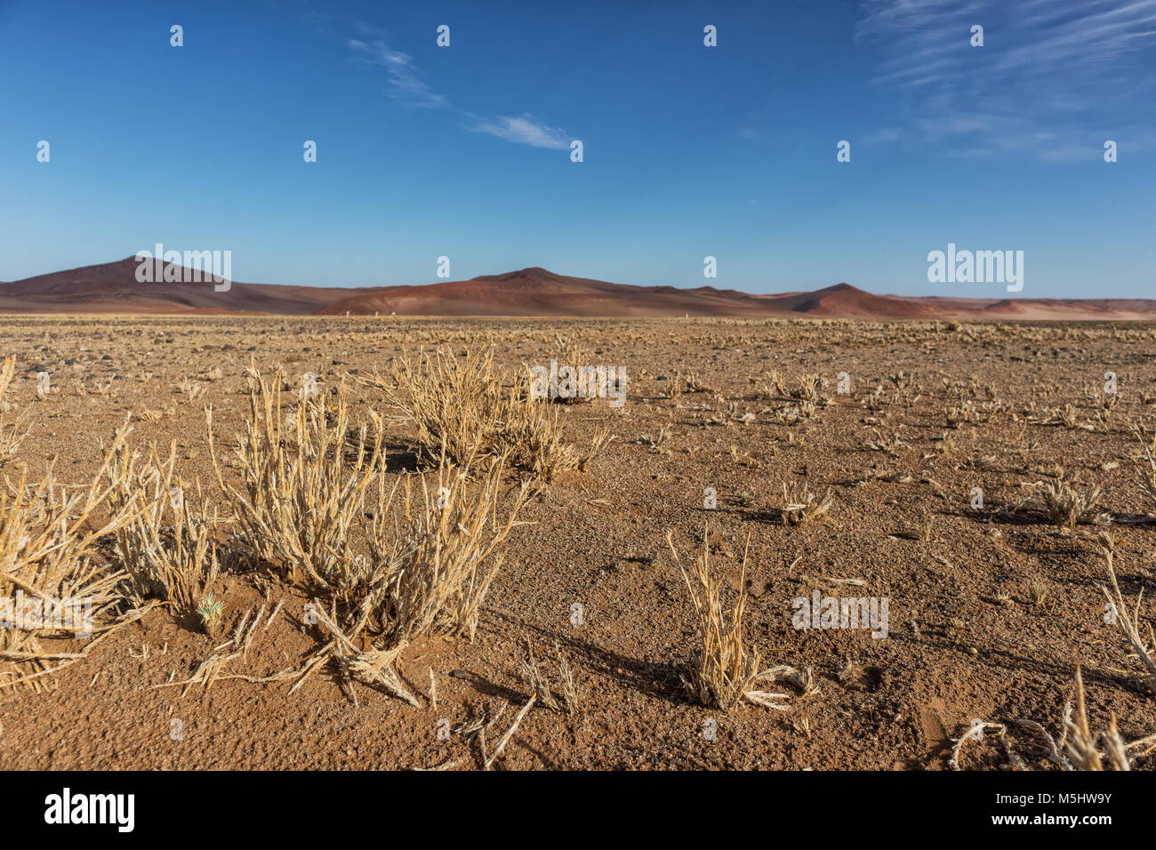 Namibia desert landscape with red dunes and shrubs Stock Photo - Alamy