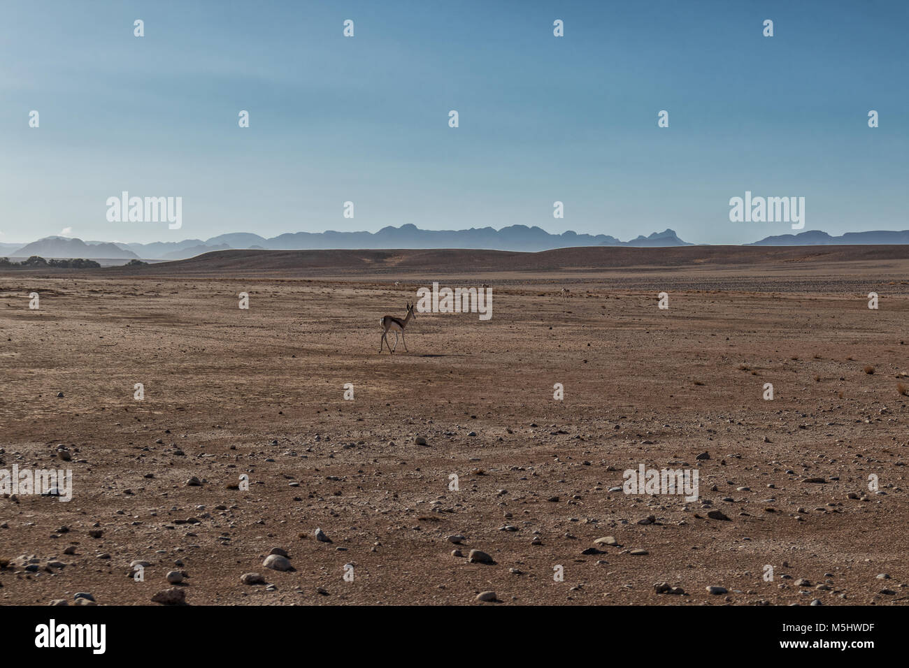 springbock in the Namibia desert with mountains behind. Sossusvlei ...